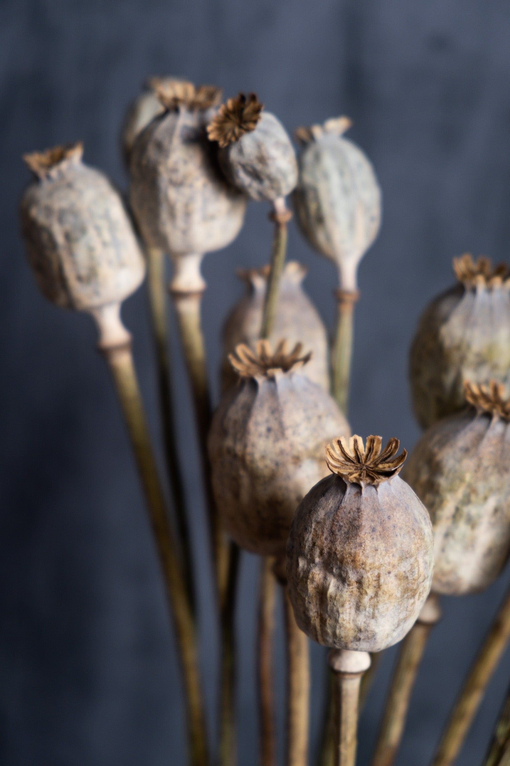 Dried Poppy Seed Heads (Papaver) / Dried Flower Store – DRIED Flowers UK