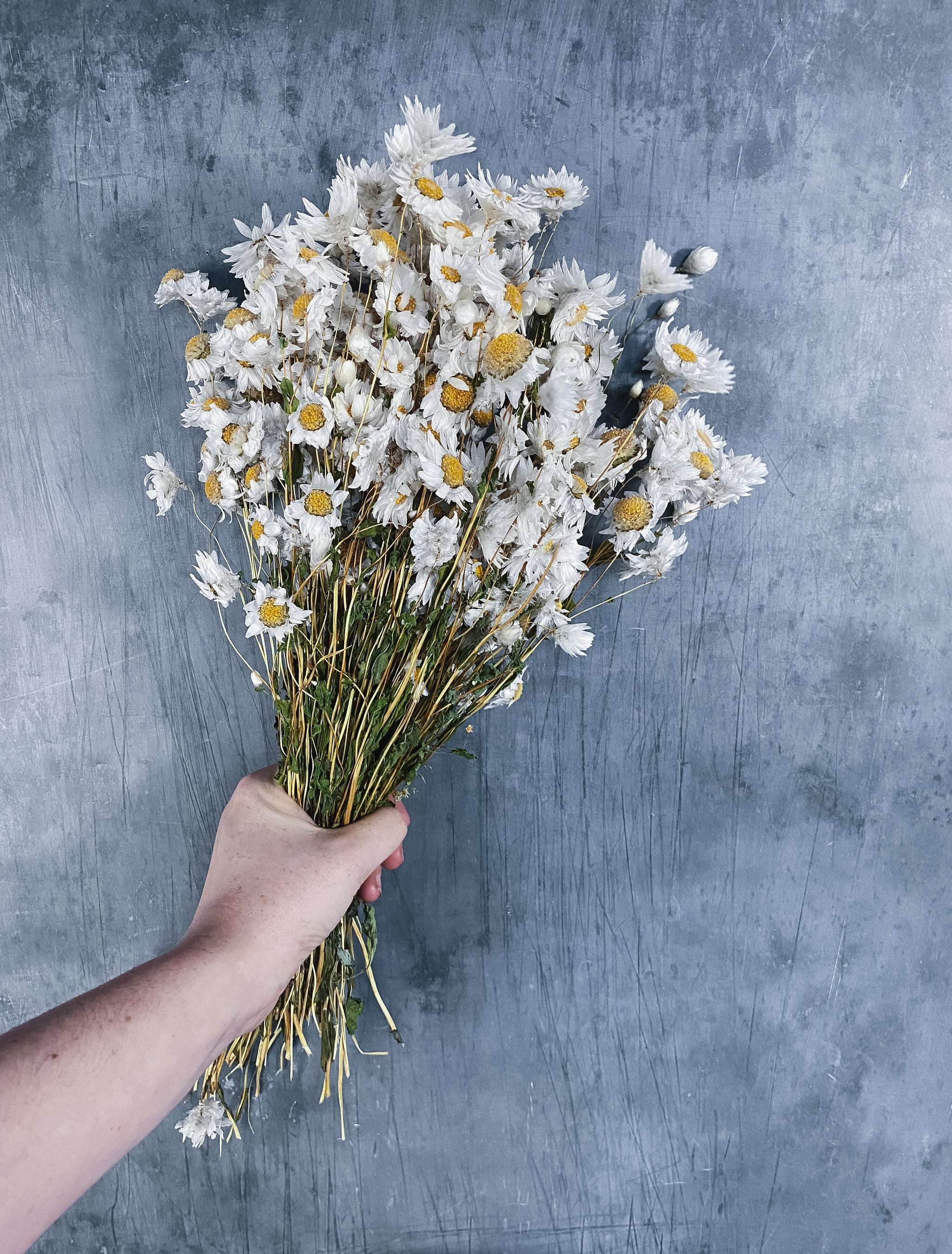 Dried Daisies Bunch / DRIED flowers UK – DRIED Flowers UK