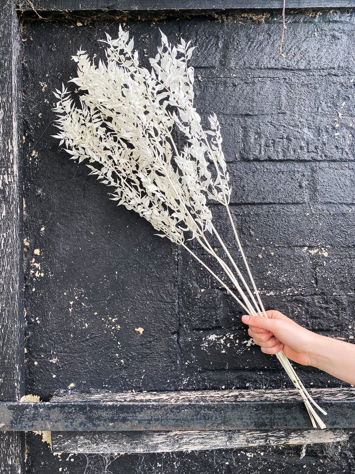 Preserved Ruscus Bunch (white) / Dried Flowers Store – DRIED Flowers UK