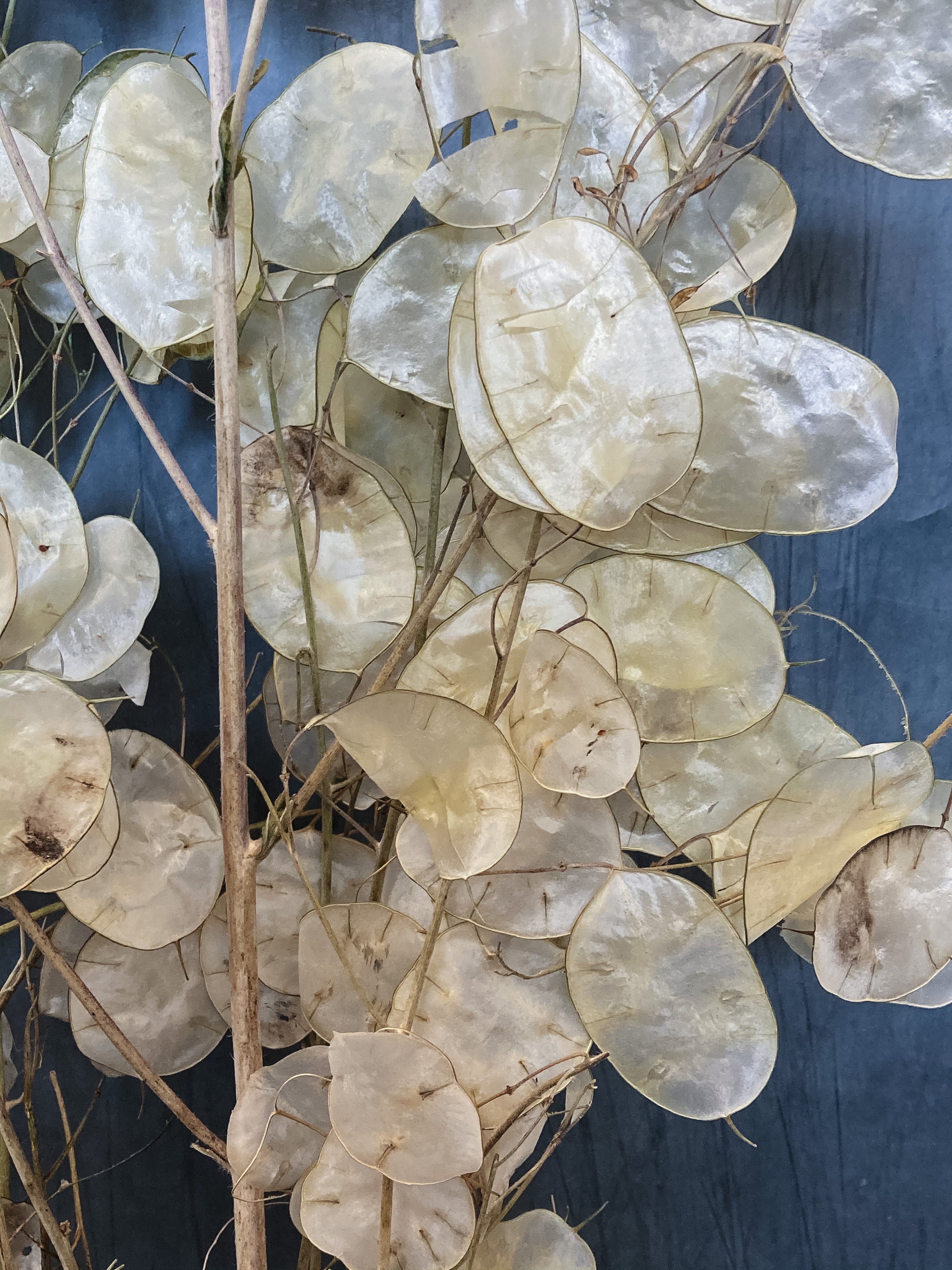 Dried Lunaria Honesty – DRIED Flowers UK