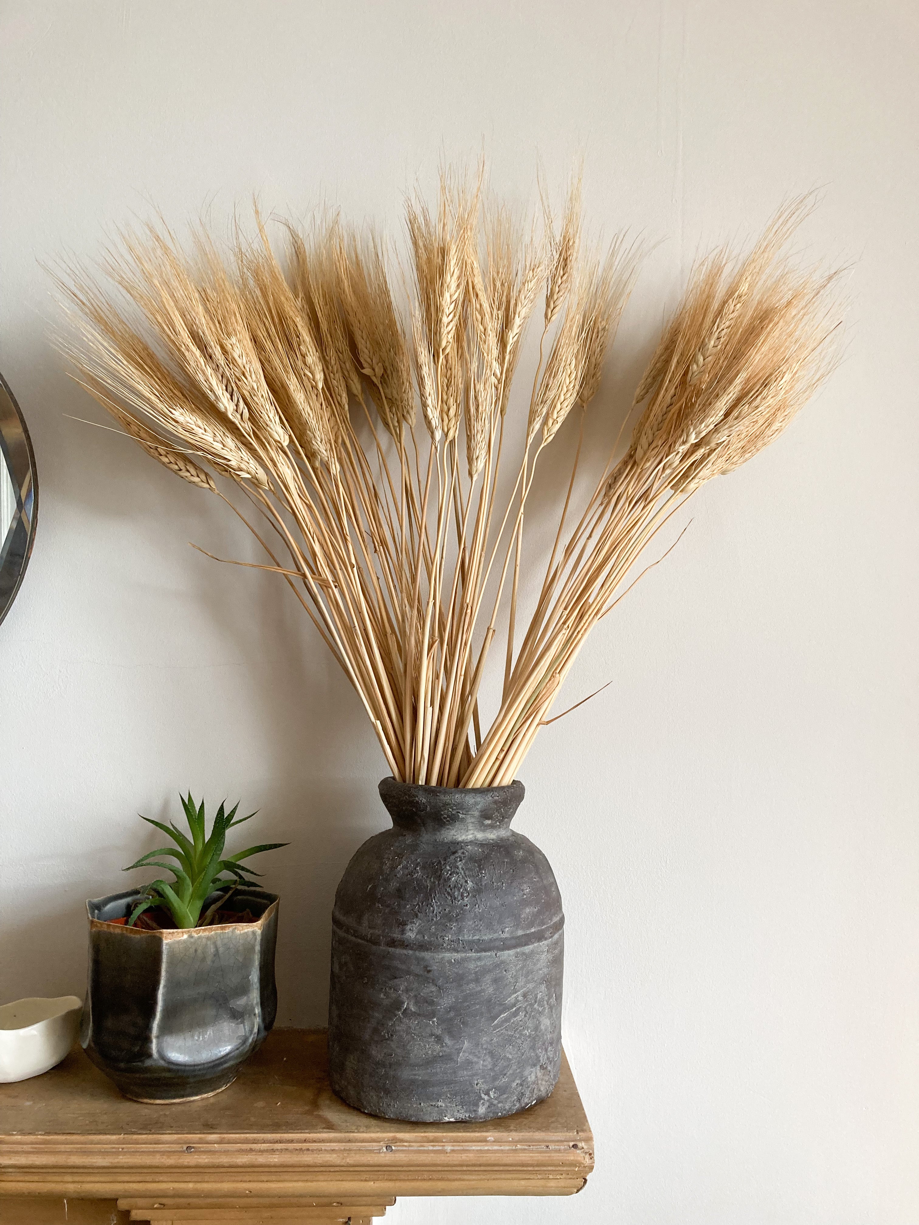 Dried wheat bunch – DRIED Flowers UK