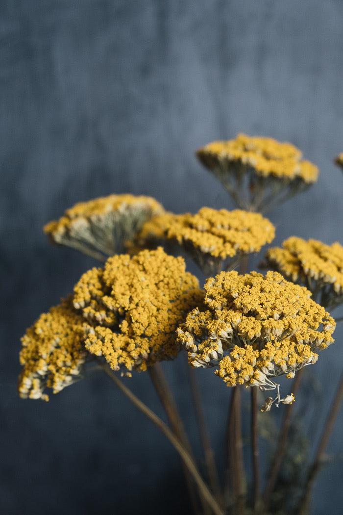 Dried Achillea - Natural Yellow / DRIED Flowers UK – DRIED Limited